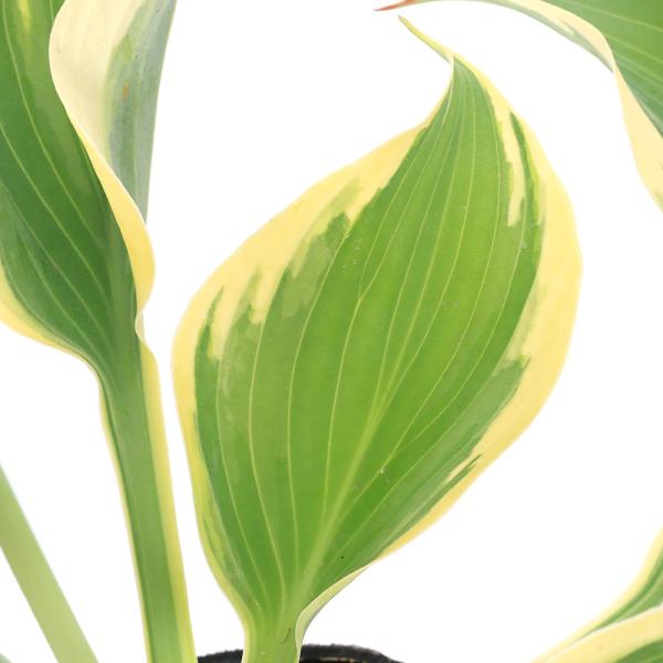 kotenplant　_gardening　ビオトープ　ガーデニング　水辺植物　その他水辺植物　両爬向き植物　山野草　植物生体　ガーデニング生体　育て方　育成方法　栽培方法　ギボウシ　キジカクシ科　ギボウシ属　ホスタ属　ホスタ　コーライ　タ...