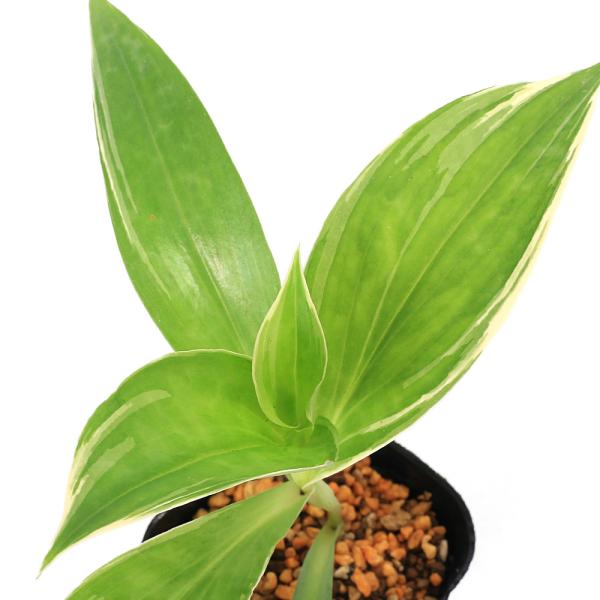 _gardening　ガーデニング　山野草　ほととぎす　Ｔｒｙｃｙｒｔｉｓ　Ｔｏｕｇｅｎ　野草　秋　ほととぎすシリーズ　夏植物　鉢植え　育て方　育成方法　栽培方法　屋久島　ユリ科　ホトトギス属　ルリタテハ　蝶　食草　AISHI　ｙ25ｍ08...