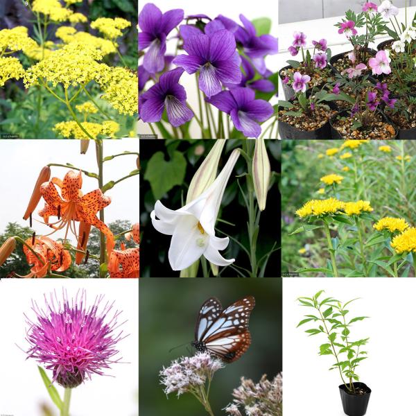 _gardening　ガーデニング　山野草　菫　ヴィオラ　マンジュリカ　植物　植物生体　ガーデニング生体　育て方　育成方法　栽培方法　Ｌｉｌｉｕｍ　ユリ科　ユリ属　耐寒性多年草　宿根草　Ｅｕｐａｔｏｒｉｕｍ　ｊａｐｏｎｉｃｕｍ　キク科　ヒヨ...