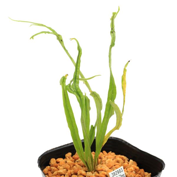 _gardening　観葉植物　園芸　ガーデニング　ビバリウム　テラリウム　パルダリウム　育て方　育成方法　栽培方法　草花盆栽　和盆栽　多年性　多年草　羊歯植物　シダ植物　シダ　品種　種類　常緑性多年草　着生植物　着生　着生シダ　着生羊歯　...