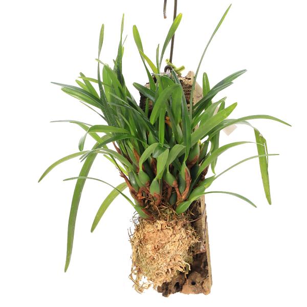 観葉植物　園芸　ガーデニング　ビバリウム　パルダリウム　水草　インテリアグリーン　育て方　育成方法　栽培方法　Ｅｐｉｄｅｎｄｒｕｍ　ｐｏｒｐａｘ.　ラン科エピデンドラム属　非耐寒性常緑多年草　着生ラン　南米　20260223　2026tuu...