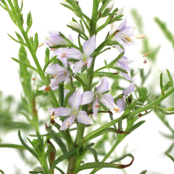 _gardening　ガーデニング　山野草　Veronica ogurae　クワガタソウ属　オオバコ科　虎の尾　虎ノ尾　植物　植物生体　ガーデニング生体　育て方　育成方法　栽培方法　ＡＩＳＨＩ　2025tuuki　ｙ25ｍ08　20250809