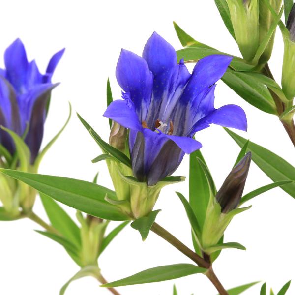 ガーデニング　花　山野草　苗　リンドウ　りんどう　竜胆　敬老の日　育て方　育成方法　栽培方法　（観葉植物）　ササリンドウ　Ｇｅｎｔｉａｎａ　ｓｃａｂｒａ　ｖａｒ．ｂｕｅｒｇｅｒｉ　青花竜胆　AISHI　2025tuuki　20250817　...