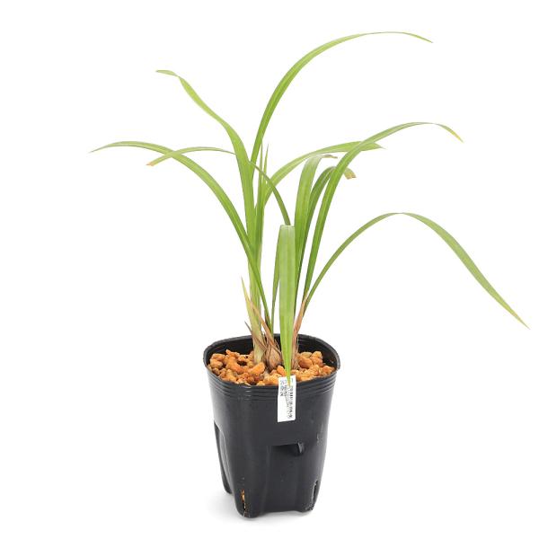 _gardening　ガーデニング　山野草　植物　植物生体　ガーデニング生体　育て方　育成方法　栽培方法　Ｃｙｍｂｉｄｉｕｍ　ｋａｎｒａｎ　シンビジウム　シンビジューム　ラン科シュンラン属　本州　東洋ラン　日本寒蘭　日本春蘭　古典園芸　カン...