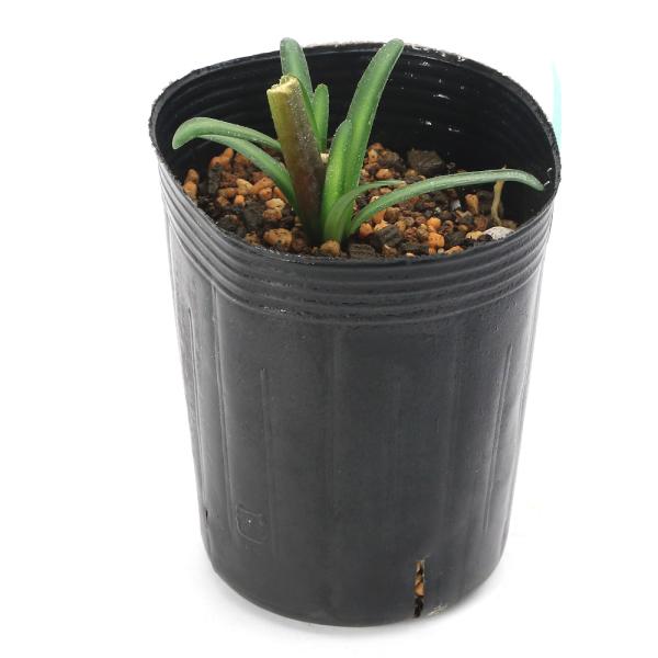 _gardening　山野草　苗　球根　彼岸花　マンジュシャゲ　死人花　地獄花　幽霊花　剃刀花　狐花　捨子花　Ｌｙｃｏｒｉｓ　ｒａｄｉａｔａ　リコリスラジアータ　育て方　育成方法　栽培方法　ヒガンバナ科ヒガンバナ属　耐寒性多年草　宿根草　A...