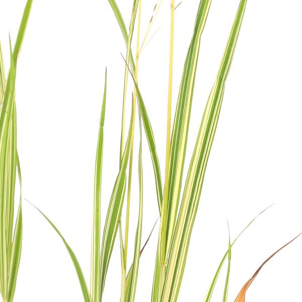 _gardening　ガーデニング　山野草　植物　植物生体　ガーデニング生体　育て方　育成方法　栽培方法　盆栽　ススキ　薄　刈安擬き　カリヤスモドキ　AISHI　ｙ25ｍ09　2025tuuki　20250921　seitaieventss...