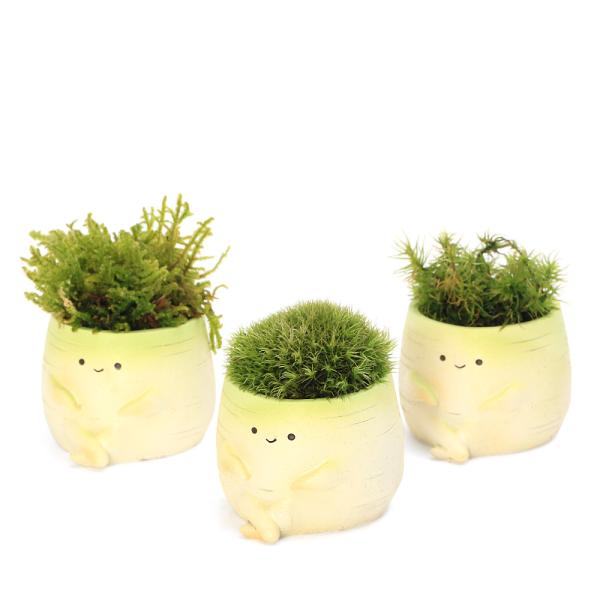 _interior　_gardening　ガーデニング　山野草　寄せ植え　kokebonsai　植物　植物生体　ガーデニング生体　園芸用品　趣味　花　観葉　インテリア　アレンジ　グリーン　緑　鉢　ポット　プランター　ケー・イー・アイ　かわい...