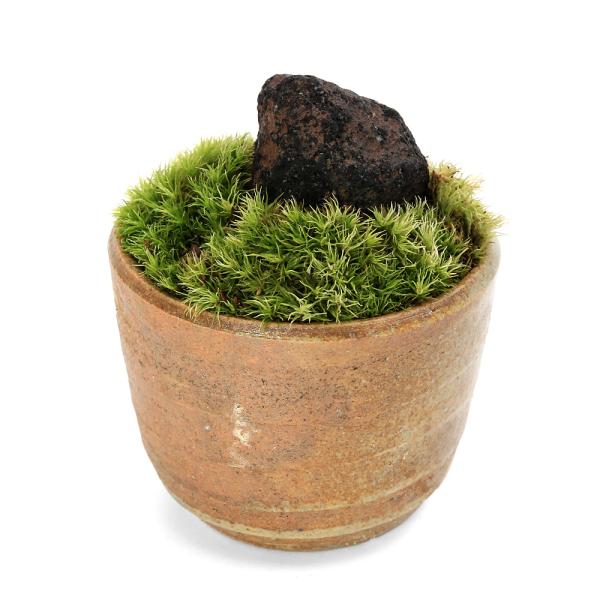 _gardening　コケ　苔　観葉植物　園芸　ガーデニング　植物　植物生体　ガーデニング生体　育て方　育成方法　栽培方法　盆栽　ボンサイ　コケボンサイ　苔盆栽　小菖蒲　コアヤメ　鉢植え　益子焼鉢　20250905　ｙ25ｍ10　TFuji...