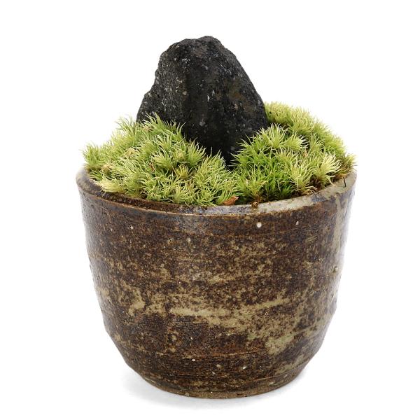 _gardening　コケ　苔　観葉植物　園芸　ガーデニング　植物　植物生体　ガーデニング生体　育て方　育成方法　栽培方法　盆栽　ボンサイ　コケボンサイ　苔盆栽　小菖蒲　コアヤメ　鉢植え　益子焼鉢　20250905　ｙ25ｍ10　TFuji...