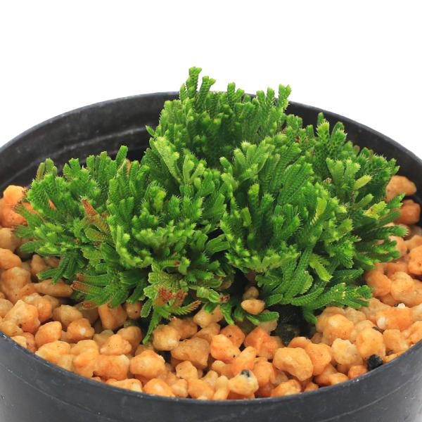 kotenplant　_gardening　観葉植物　園芸　ガーデニング　ビバリウム　テラリウム　パルダリウム　育て方　育成方法　栽培方法　草花盆栽　和盆栽　多年性　多年草　羊歯植物　シダ植物　シダ　品種　種類　イワヒバ科　Ｓｅｌａｇｉｎｅ...