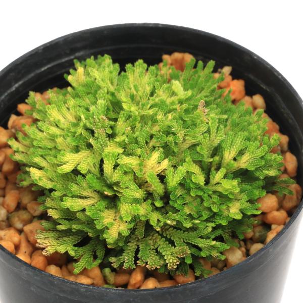 kotenplant　_gardening　観葉植物　園芸　ガーデニング　ビバリウム　テラリウム　パルダリウム　育て方　育成方法　栽培方法　草花盆栽　和盆栽　多年性　多年草　羊歯植物　シダ植物　シダ　品種　種類　イワヒバ科　Ｓｅｌａｇｉｎｅ...