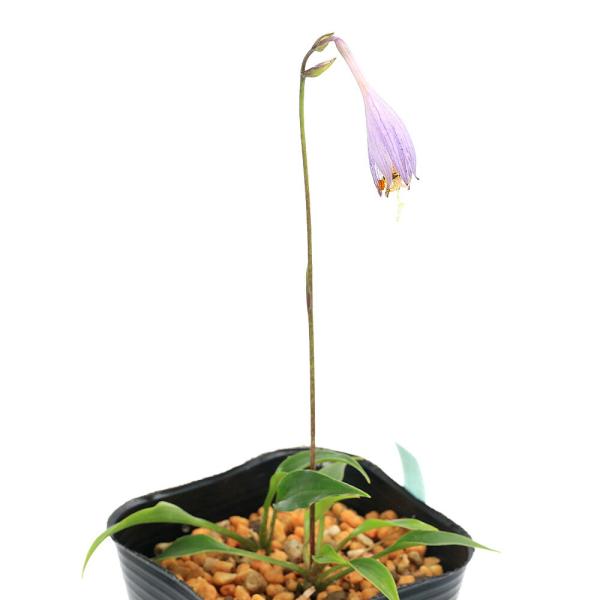 kotenplant　_gardening　ビオトープ　ガーデニング　水辺植物　山野草　Ｈｏｓｔａ　ホスタ　　植物　植物生体　ガーデニング生体　育て方　育成方法　栽培方法　kotengiboushi　AISHI　ｙ25ｍ11　2025tuu...