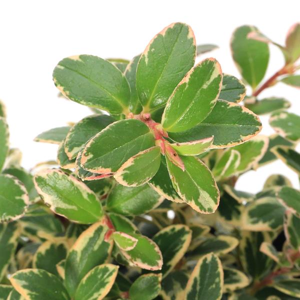 _gardening　ガーデニング　山野草　苗　蔓苔桃　植物　植物生体　ガーデニング生体　育て方　育成方法　栽培方法　こけもも　苔桃　コケモモ　斑入り　斑入コケモモ　斑入コケ桃　斑入苔桃　フイリコケモモ　ふいりこけもも　AISHI 2025...
