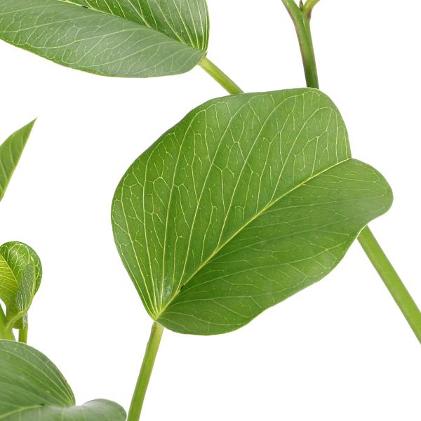 _aqua　_gardening　ガーデニング　海水　海辺植物　浜辺植物　ハマヒルガオ　浜昼顔　ヒルガオ　昼顔　海浜植物　植物　植物生体　ガーデニング生体　育て方　育成方法　栽培方法　アミフィーバナ　ハマカンダー　AISHI　ｙ25ｍ12　...