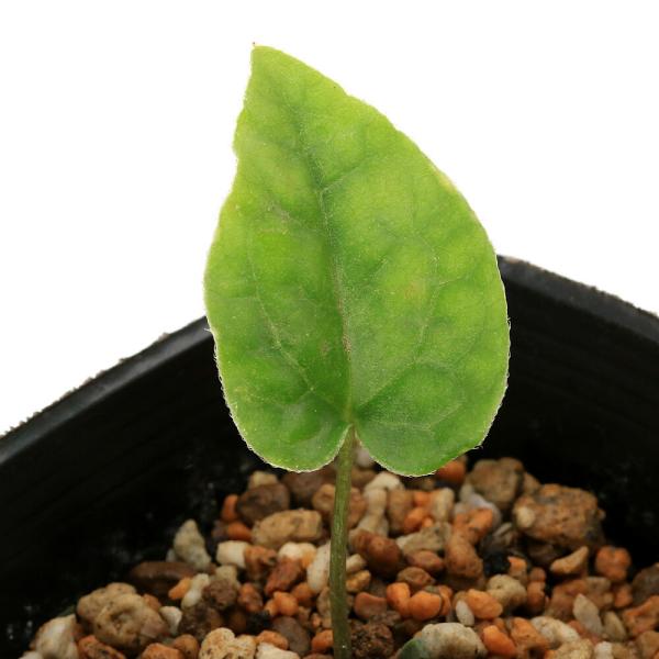 kotenplant　_gardening　育て方　育成方法　栽培方法　古典園芸　園芸　ガーデニング　山野草　盆栽　多年草　品種　種類　花　花苗　サイシン　細辛　カンアオイ　寒葵　アオイ　葵　ウマノスズクサ科　カンアオイ属　中国産　ベトナム...