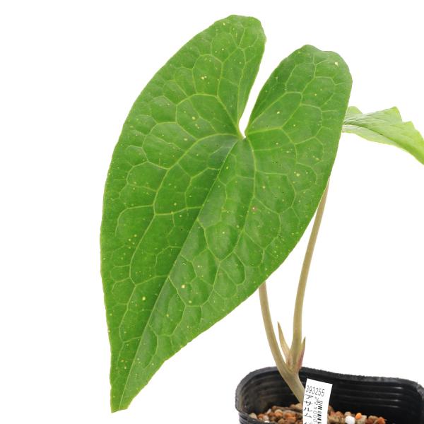 kotenplant　_gardening　育て方　育成方法　栽培方法　古典園芸　園芸　ガーデニング　山野草　盆栽　多年草　品種　種類　花　花苗　サイシン　細辛　カンアオイ　寒葵　アオイ　葵　ウマノスズクサ科　カンアオイ属　ベトナム産　Ａｓ...