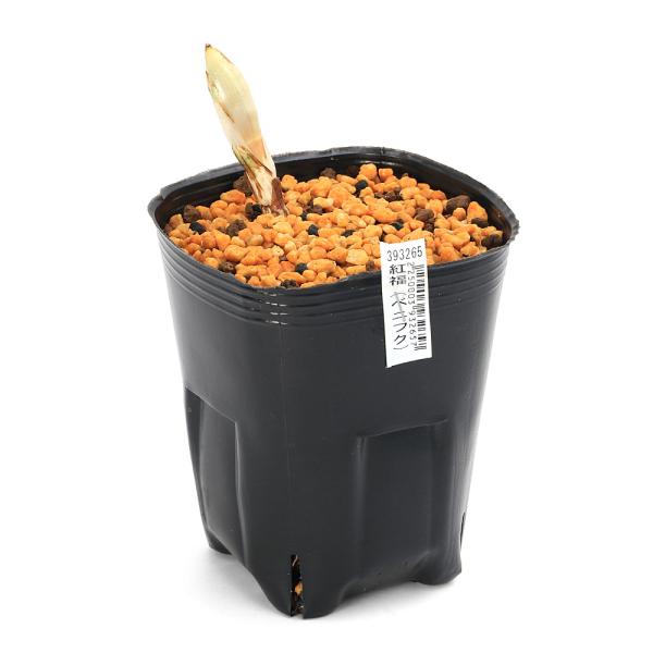 _gardening　ガーデニング　山野草　テラリウム　福寿草　フクジュソウ　Ａｄｏｎｉｓ　ｒａｍｏｓａ　ガンジツソウ　お正月　元日草　ツイタチソウ　朔日草　キンポウゲ　植物　植物生体　ガーデニング生体　育て方　育成方法　栽培方法　縁起　古...