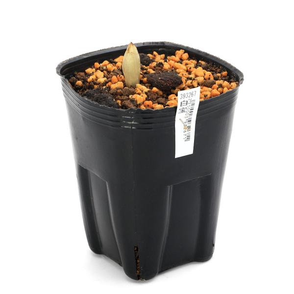 _gardening　ガーデニング　山野草　テラリウム　福寿草　フクジュソウ　Adonis　ramosa　ガンジツソウ　お正月　元日草　ツイタチソウ　朔日草　キンポウゲ　植物　植物生体　ガーデニング生体　育て方　育成方法　栽培方法　縁起　古...