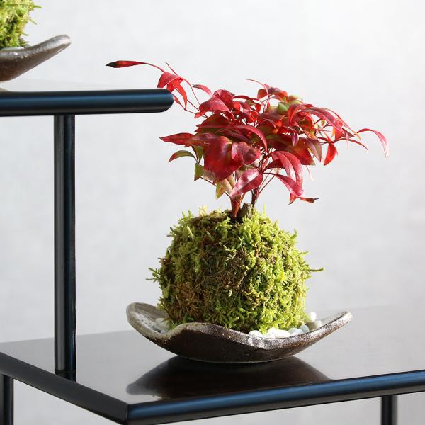 花　苗　植物　植物生体　ガーデニング生体　modanpot_sanya_set　育て方　育成方法　栽培方法　こけだま　こけ玉　ナンテン　南天　オタフクナンテン　お多福　紅葉　1201　お正月　gardennewyear　newyearpla...