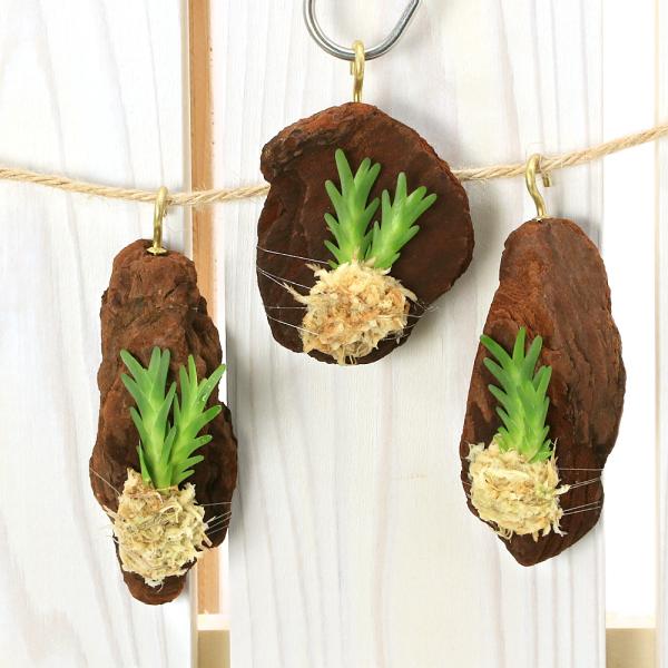 _hachu　_kame　_gardening　観葉植物　園芸　ガーデニング　ビバリウム　パルダリウム　花　苗　洋ランシリーズ　洋蘭　着生ラン　鉢花　Ｌｏｃｋｈａｒｔｉａ　ｓｈｕｎｋｅｉ　育て方　育成方法　栽培方法　ロックハーティア　ＮＭＩ...