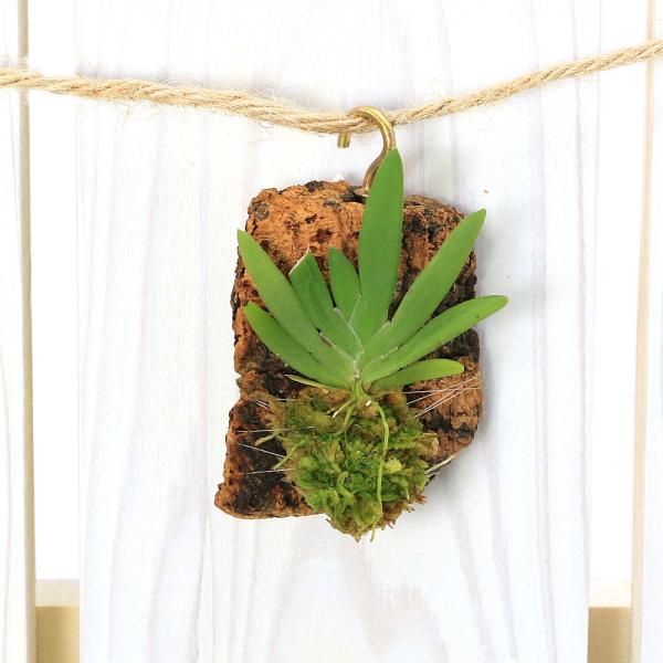 _hachu　_kame　_gardening　観葉植物　園芸　ガーデニング　ビバリウム　パルダリウム　花　苗　洋ランシリーズ　洋蘭　着生ラン　鉢花　Ｏｒｎｉｔｈｏｃｅｐｈａｒｕｓ ｋｒｕｅｇｅｒｉｉ　育て方　育成方法　栽培方法　デンドロビ...