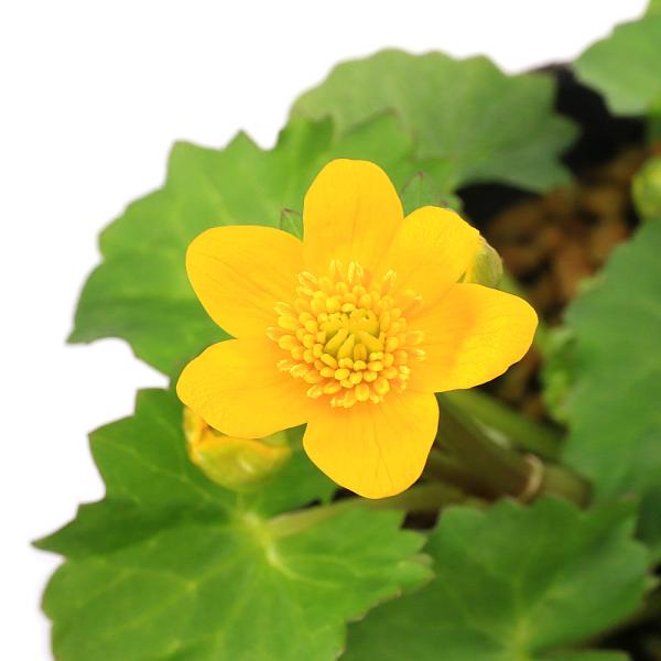 _gardening　ビオトープ　ガーデニング　水辺植物　その他水辺植物　all_plants　山野草　キンポウゲ　ラナンクルス　ラナンキュラス　Ｒａｎｕｎｃｕｌｕｓ　palustris　育て方　育成方法　栽培方法　立金花　ASIHI　y2...