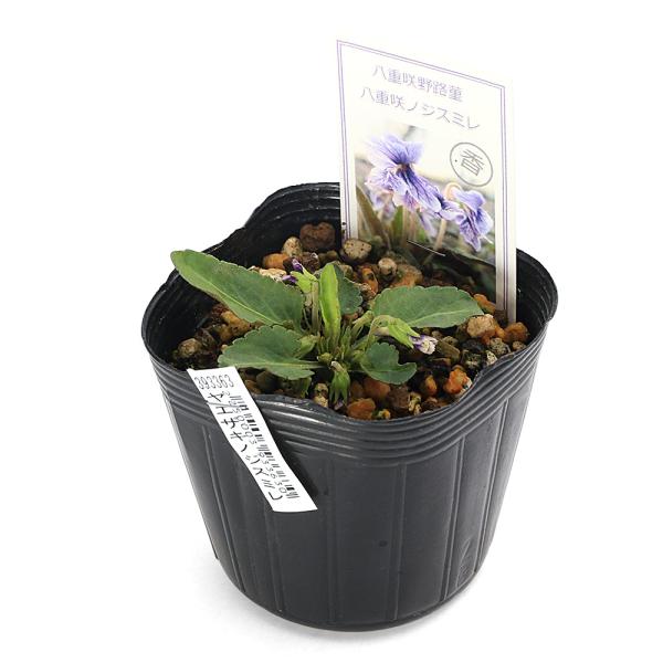 _gardening　ガーデニング　山野草　菫　ヴィオラ　Viola　mandshurica　植物　植物生体　ガーデニング生体　snys_viola　育て方　育成方法　栽培方法　2026tuuki　AISHI　八重咲きノジスミレ　八重咲ノジ...