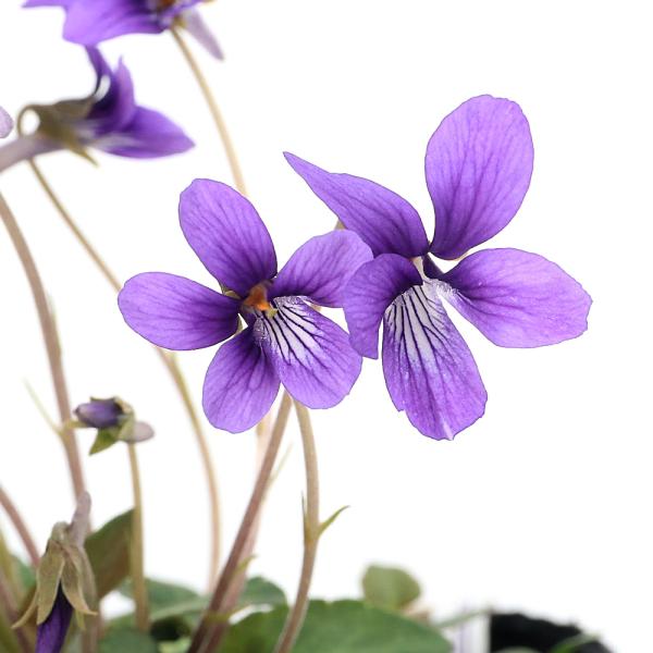 _gardening　ガーデニング　山野草　菫　ヴィオラ　Viola　mandshurica　植物　植物生体　ガーデニング生体　snys_viola　育て方　育成方法　栽培方法　2026tuuki　AISHI　雲南スミレ　ｙ26ｍ04　Ｖｉ...