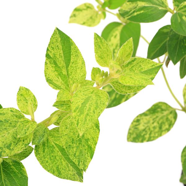 _gardening　ガーデニング　花　苗　植木シリーズ　吸い葛　忍冬　金銀花　ハニーサックル　Ｌａｎｉｃｅｒａ　ｊａｐｏｎｉｃａ　ロニセラ　ロニケラ　ツキヌキニンドウ　突抜忍冬　植物　植物生体　ガーデニング生体　育て方　育成方法　栽培方法...