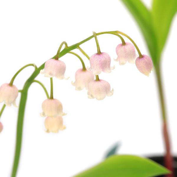 _gardening　ガーデニング　山野草　球根　大輪　すずらん　kinenガーデニング　Ｃｏｎｖａｌｌａｒｉａ　ｍａｊａｌｉｓ　山野草球根　山野草球根シリーズ　植物　植物生体　ガーデニング生体　育て方　育成方法　栽培方法　ｙ26ｍ05　2...