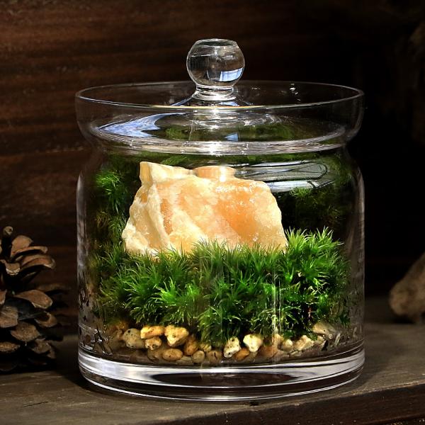 line2462terarium　interioraquastone　koketera　terrarium　テラリウム　テラリウムガラス　テラリウムキット　ガーデニング　観葉植物　苔テラリウム　コケテラリウム　苔盆栽　グラスアクア　インテリ...