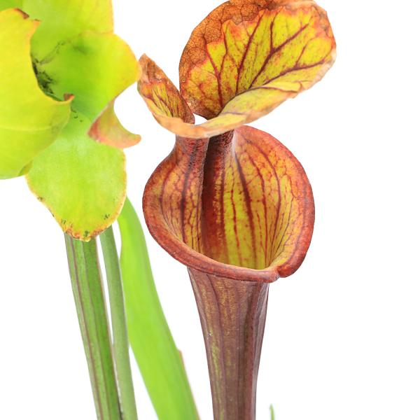paludariumplants　パルダリウム　テラリウム　観葉植物　_gardening　_hachu　_interior　園芸　ガーデニング　ビバリウム　アクアテラリウム　食虫植物　ヘイシソウ　瓶子草　ピッチャープラント　otosian...