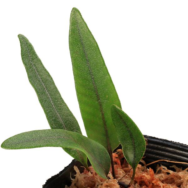 _gardening　観葉植物　園芸　ガーデニング　ビバリウム　テラリウム　パルダリウム　育て方　育成方法　栽培方法　多年性　多年草　羊歯植物　シダ植物　シダ　品種　種類　ウラボシ科　ヒトツバ属　Ｐｙｒｒｏｓｉａ　ピロシア　AISHI　ｙ2...