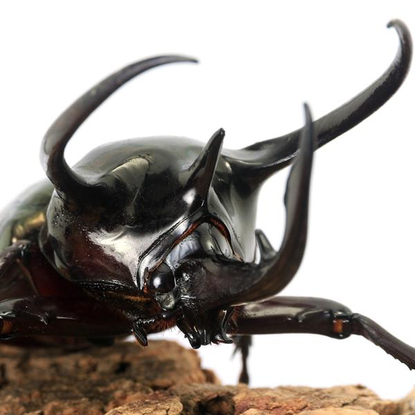 PF_SPQ　sfset　nesia_insect　Chalcosoma　chiron　原名亜種　基亜種　カブト　カルコソマ　外国産カブト　その他外国産カブトムシ　コーカサスオオカブト　ジャワコ　ジャワ産　restock　kongetsun...