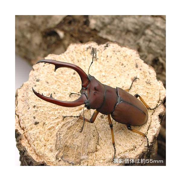 PF_SPQ　muryotassei_800_899　nesia_insect　▲クワガタ　外国産ノコギリクワガタ　カブト・クワガタ・用品　カブトムシ・クワガタ　外国産クワガタ（成虫）　▲アスタコイデスノコギリクワガタ“ジャワ産”（ＷＤ）　...
