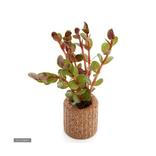 Rotala_indica　熱帯魚　_wp　_aqua　Rotala　Indica　有茎　ヤ行　水草　後景草　赤い　all_plants　水草赤い　ロタラインディカはこちら　20110923　YS　rotala-indica　xl15ba6...