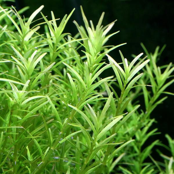 PF_SPQ　_aqua　all_plants　アクア　アクアリウム　レイアウト　水草　中景草　後景草　ロタラ　有茎草　ニーラギリ　Nilgiris　ミソハギ科　Lythraceae　キカシグサ属　Rotala20240915　NH