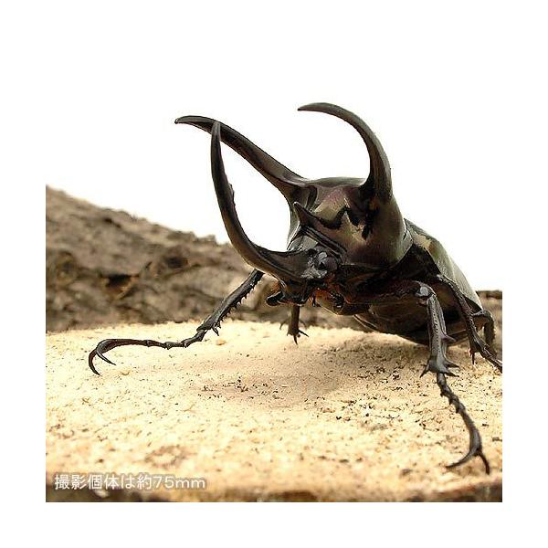 PF_SPQ　nesia_insect　▲カブト　カルコソマ　カブト　外国産カブト（成虫）　その他外国産カブトムシ　アトラスオオカブト　昆虫生体　Chalcosoma　atlas　keyboh　y26m07 restock kongetsu...