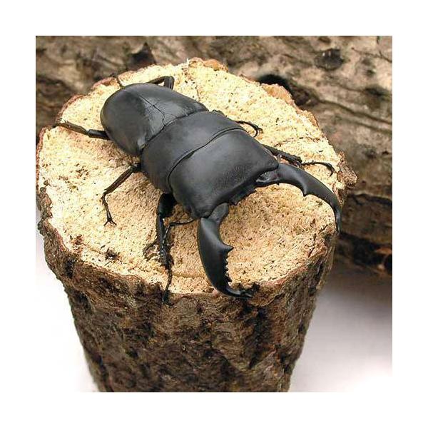 PF_SPQ　nesia_insect　▲クワガタ　外国産ヒラタクワガタ　カブト・クワガタ・用品　カブトムシ・クワガタ　外国産クワガタ　成虫　▲スマトラヒラタクワガタ“スマトラベンクール産”　ＷＤ　昆虫　sns0914nyuuka