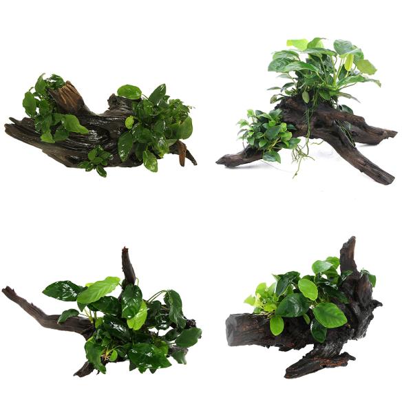 熱帯魚　all_plants　wp_kywrd　20111210　do　流木付き水草　wp0324_clayt　gIPaR2ix_wpp　gPa2i_qv8OxS　wp0331_blayt　wp0414_8layt　流木レイアウト　おまかせ...