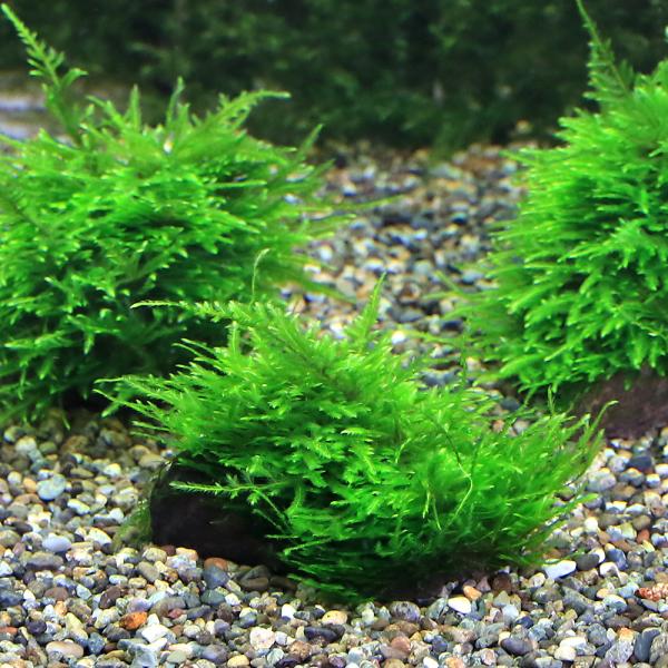PF_SPQ　熱帯魚　_wp　_aqua　ウィローモス特集　水草付き流木　南米ジャイアントモスはこちら　塊状ジャイアント南米モスＳＳはこちら　活着済はこちら　塊状はこちら　エビ用水草　水草　モス／シダ付流木　all_plants　ウィローモ...