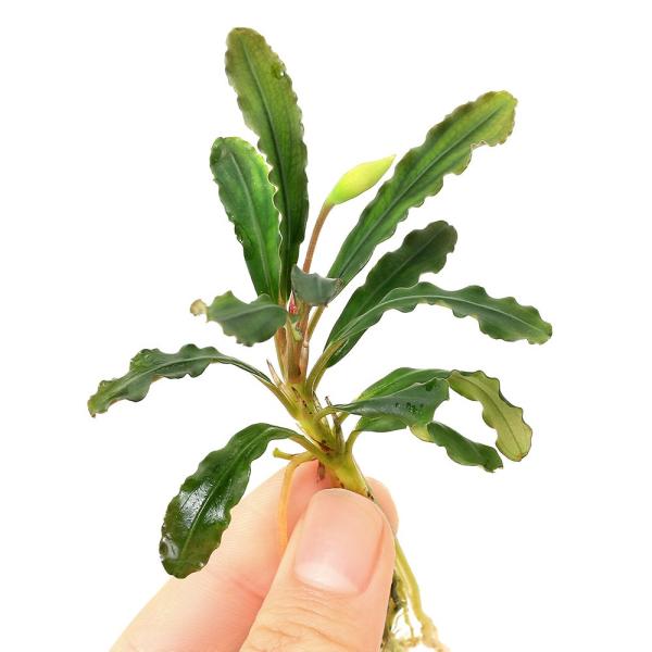 PF_SPQ　水草　陰性水草　低光量　水上葉　　サトイモ科　Araceae　ブセファランドラ属　Bucephalandra　テバカン　活着　活着水草　ワンポイント　ブセファランドラｓｐ．　040水上ブセ　y26m04　2026zenki　2...