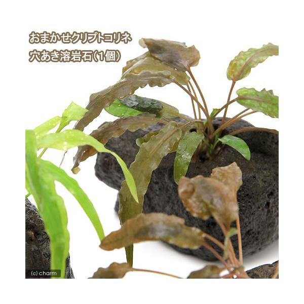 熱帯魚　_wp　_aqua　水草　okaidoku_pot　all_plants　クリプトコリネ　wp_kywrd　おまかせ　置くだけ　20120711　ptero-winde　陰性水草　低光量　ロゼット　toppatumizukusa　し...