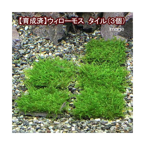 熱帯魚　_aqua　ウィローモス特集　活着する水草　コケの仲間　エビ用水草　マット状はこちら　ジャイアント南米モスマット状はこちら　南米ジャイアントモスはこちら　CO2なしでも育つ水草　水草ハウス　all_plants　ウィローモス　エビが...