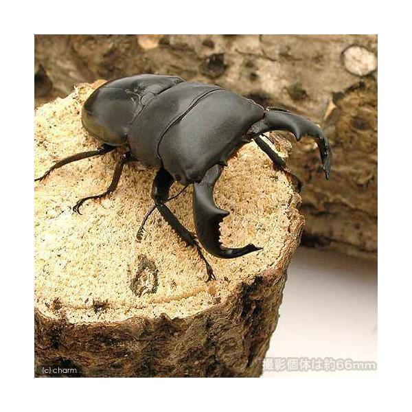 PF_SPQ　nesia_insect　▲クワガタ　外国産ヒラタクワガタ　カブト・クワガタ・用品　カブトムシ・クワガタ　外国産クワガタ　成虫　▲ダイオウヒラタクワガタ“ジャワ産”　▲ダイオウヒラタクワガタ　sns0914nyuuka　y26...