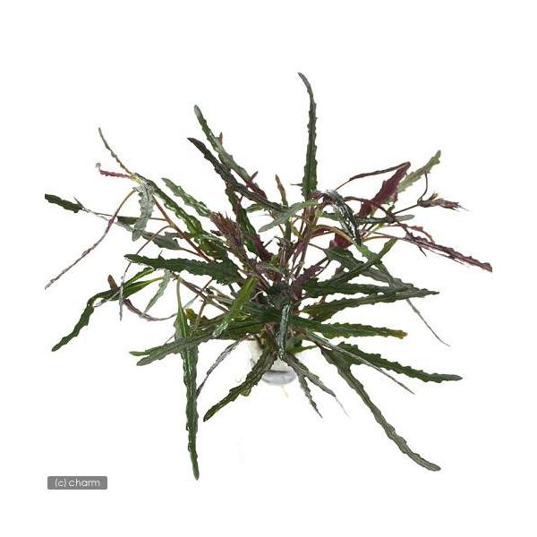 line2462terarium　_kame　熱帯魚　_aqua　_hachu　new_tonan　水草　後景草　赤い　all_plants　水草赤い　両爬向き植物　wp_kywrd　mklsp48　chiya10　ylwsm22　pogo...