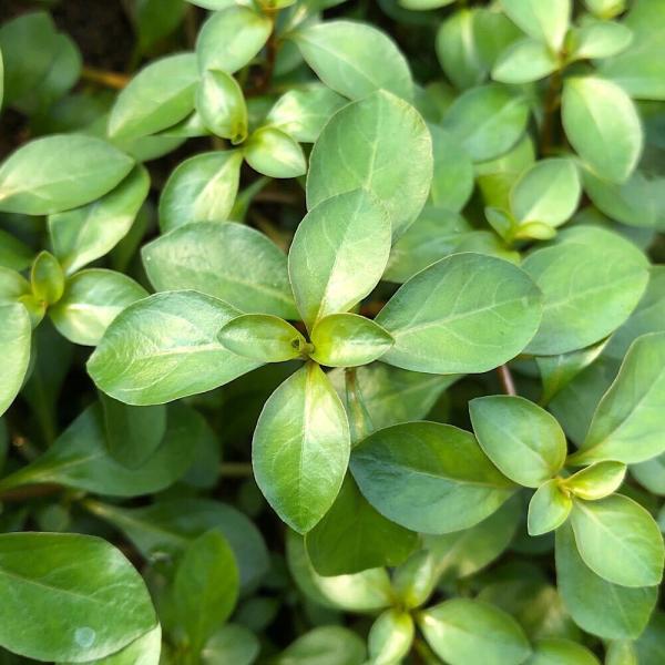 PF_SPQ　_wp　_aqua　水草　後景草　赤い　水草赤い　20120114　NR3wptop200401　3wptop200408　Rotala_Ludwigia