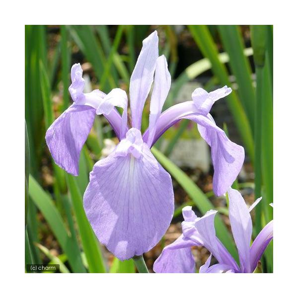 muryotassei_900_999　_aqua　_gardening　ビオトープ　水辺植物　水生植物　ayame　ガーデニング　水辺植物　その他水辺植物　time04　all_plants　カキツバタ2012　育て方　育成方法　栽培方法...