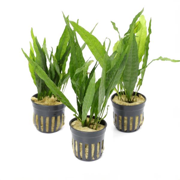 熱帯魚　水草　ミクロソリウム　中型種　初心者　ビギナー　活着する水草　シダ　プテロプス　ソードリーフ　20120228　YS　imdk_mkr0130　Kattyaku2017　ccampain1912800_wp　陰性水草　低光量　gre...