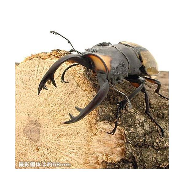 PF_SPQ　nesia_insect　▲クワガタ　オドントラビス　カブト・クワガタ・用品　カブトムシ・クワガタ　外国産クワガタ　成虫　オドントラビス・ネブト　▲ラコダールツヤクワガタ“スマトラ産”　ＷＤ　xl15ba6r昆虫　kaijyos
